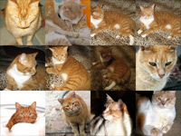 Famous Gingers - The Ginger Cat Page