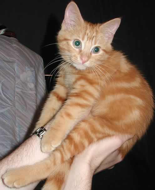 The Ginger Kitten Page