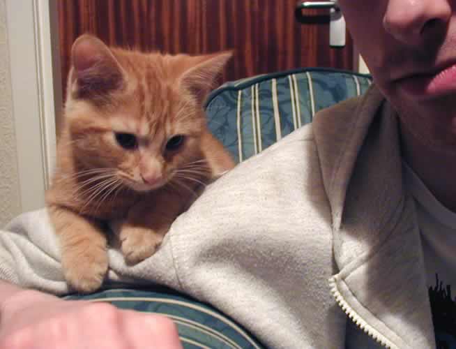 The Ginger Kitten Page